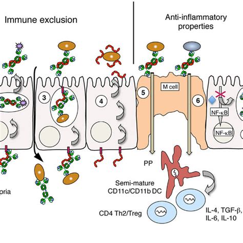 Pdf Multi Faceted Functions Of Secretory Iga At Mucosal Surfaces