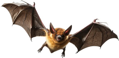 Chauve Souris Png Pour Téléchargement Gratuit
