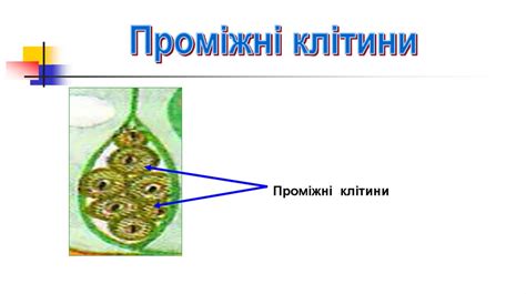 Кишковопорожнинні їхні особливості і середовище існування
