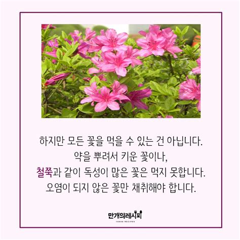 입안에서 피어나는 아름다움 먹을 수 있는 꽃