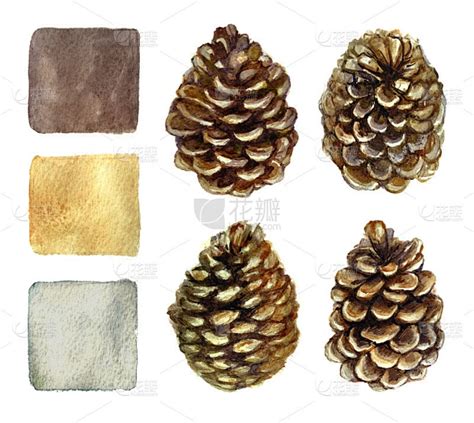 水彩一套雪松松果。素材 花瓣网