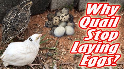 Why Quail Stop Laying Eggs Why Arent My Quail Laying Eggs Quail
