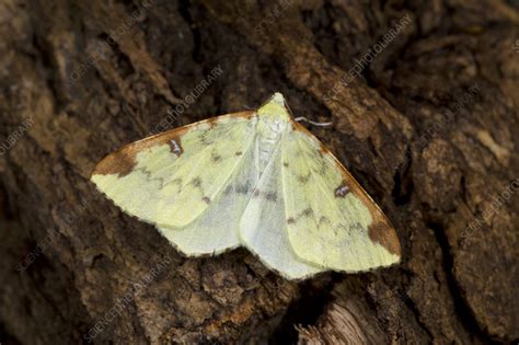 Brimstone Moth Stock Image C0243028 Science Photo Library