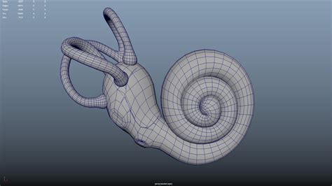 3d Inner Ear Utricle And Saccule Turbosquid 2190689