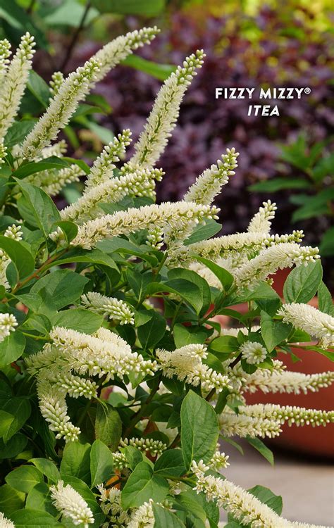 Fizzy Mizzy® Sweetspire Itea Virginica Proven Winners Backyard