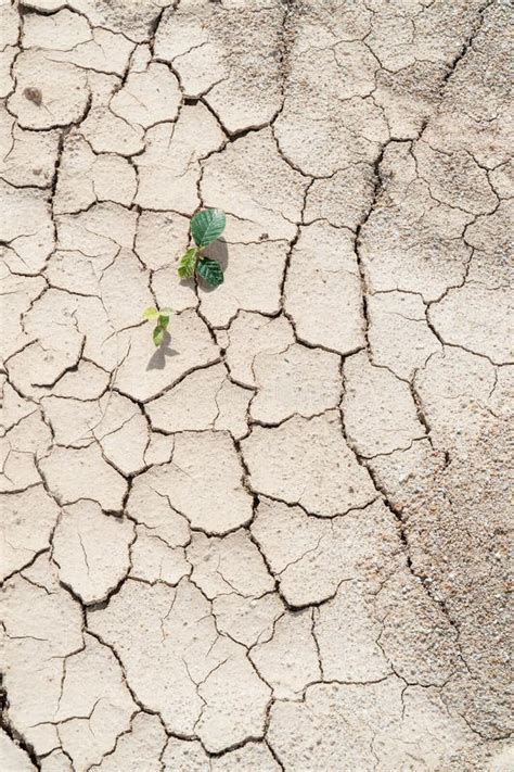 Las Plantas Sobreviven En Tierra Seca Y En Condiciones De SequÃ­a Foto