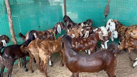 3 4 Unisex Sirohi Goat Weight 15 20 At Rs 230 Kg In Ajmer ID
