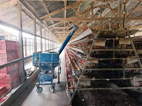 Price Of Battery Cage System In Ghana For Poultry Farming Battery