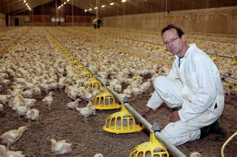 Feed Restriction In Broiler Production Poultry World