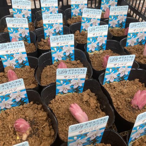 【未使用】★春のガーデニング 数量6 上品なユリ オリエンタルハイブリッド ザンベジ 4ポットの落札情報詳細 Yahooオークション落札価格検索 オークフリー