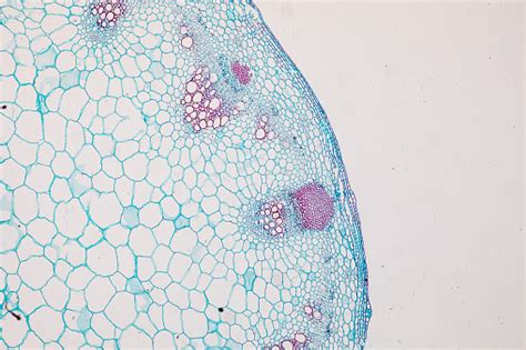 횡단면 Dicot Monocot 및 교실 교육에 대 한 현미경 아래 식물 줄기의 루트 과학에 대한 스톡 사진 및 기타 이미지