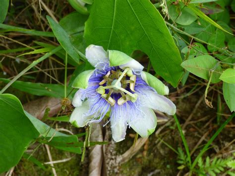 Passiflora Spectabilis Botanical Realm