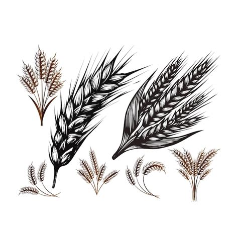 éléments Du Blé Vecteur Premium