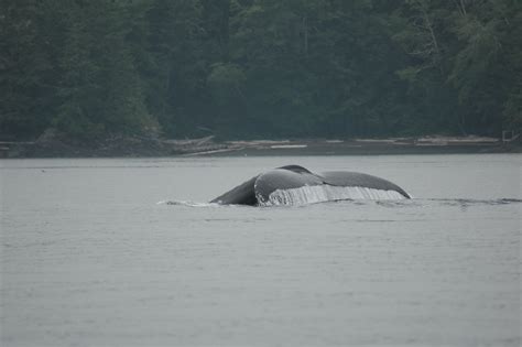 Humpback Whale Tail Identification Grizzly Bear Tours And Whale