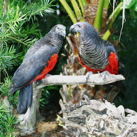Pesquets Parrot Psittrichas Fulgidus The Devils Parrot