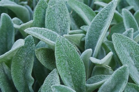 22 Top Deer Resistant Plants And Flowers Deer Proofing Tips Garden