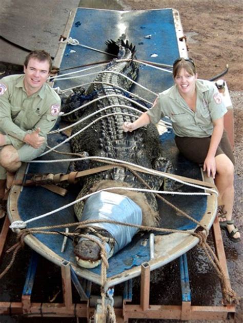 Arquivos do Insólito Ufologia Criptozoologia Fenômenos Anômalos Crocodilo de quase m é