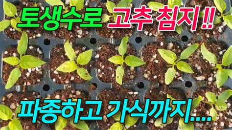 Ep234 토생수로 침지 파종 후 가식까지 하는 영상입니다 웃자람 없이 이파리도 파릇파릇 넓고 크게 잘 올라왔습니다 잘 컷다고 영상까지 보내주셨습니다 Youtube