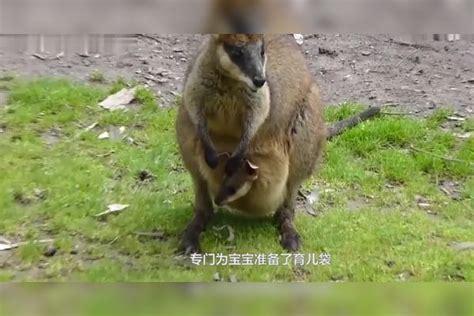 后面一直跟着4只小狮子，甩都甩不掉，雄狮：脑壳痛狮子脑壳雄狮