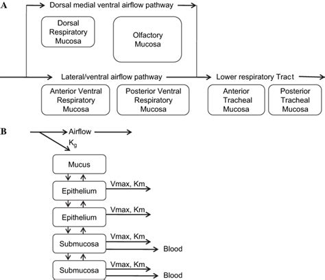 A Schematic Diagram Of The Airflow And Mucosal Types Of Cfd Pbpk
