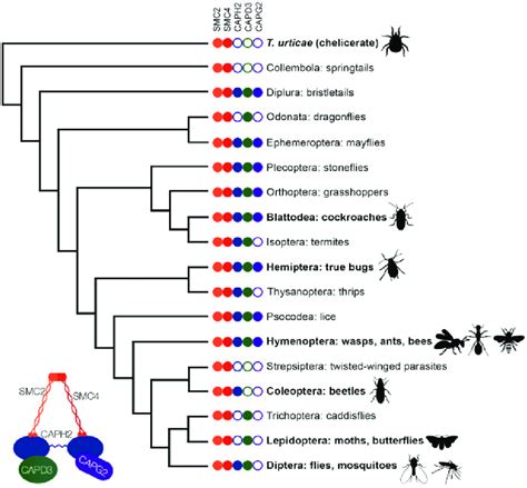 Insect Phylogeny Shows Evidence For Multiple Independent Losses Of