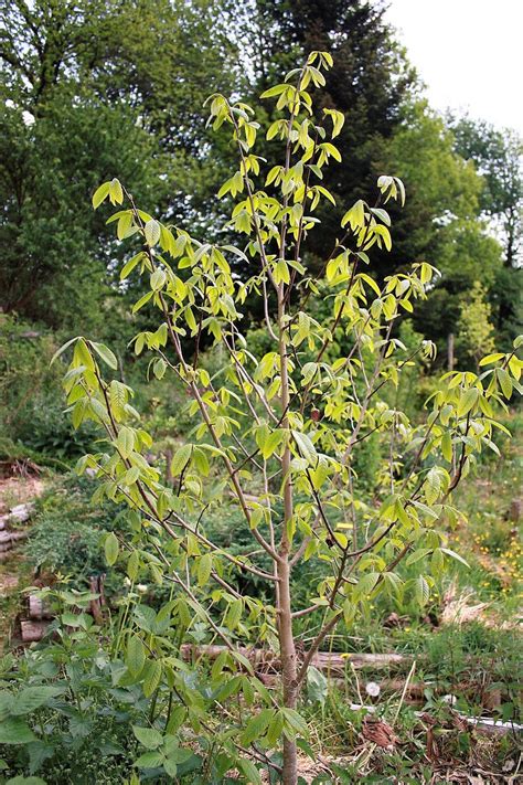 5 Paw Paw Fruit Tree Indian Banana Asminia Triloba Flower Seeds