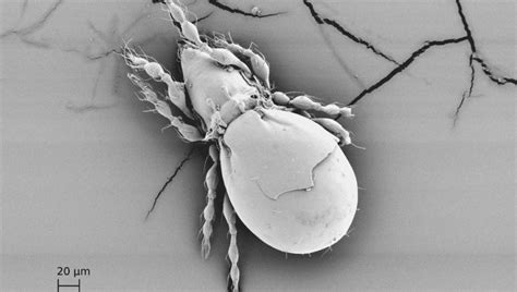 Beetle Proves Its Possible To Survive Millions Of Years Without Having