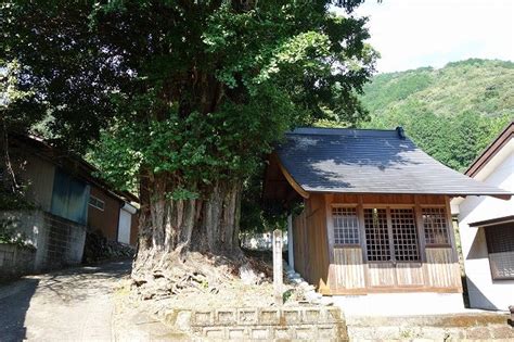 初神のイチョウ相良村村指定天然記念物 熊本の文化財めぐり