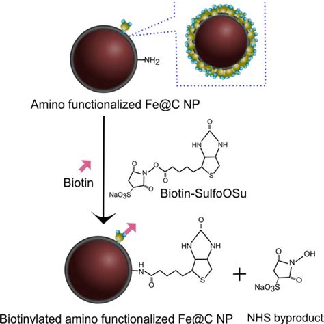 Illustration Of Haba Assay With Of Biotinylated Fec Nps Download