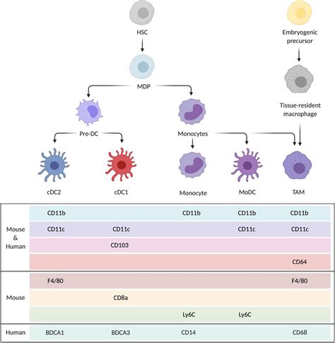Lymphocyte Vs Phagocyte