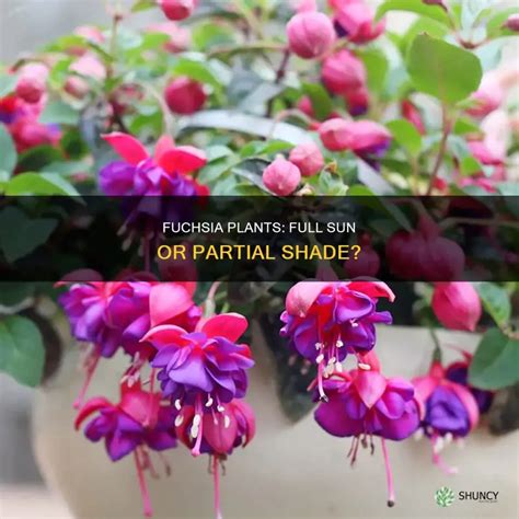 Fuchsia Plants Full Sun Or Partial Shade Shuncy
