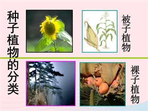 人教版 新课标八年级上册第一节 尝试对生物进行分类教学课件ppt 教习网课件下载