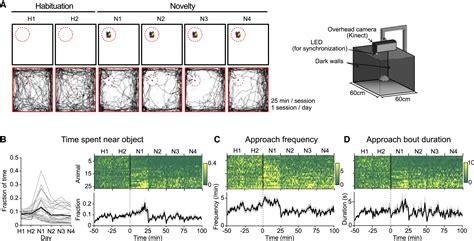 Striatal Dopamine Explains Novelty Induced Behavioral Dynamics And Individual Variability In