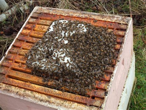 Pergatitja E Bleteve Per Dimerim Agronews Al