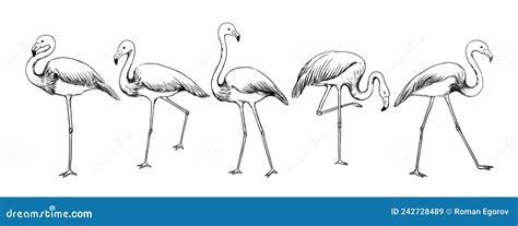 Flamingo Sketch Vector Illustration Hand Drawn By Ink Cartoondealer