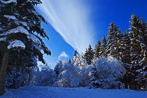 Forest Snow Winter Wallpaper Coolwallpapersme