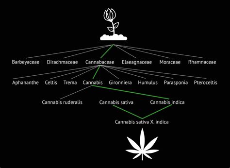 Can You Tell If A Cannabis Seed Is Male Or Female Potguide