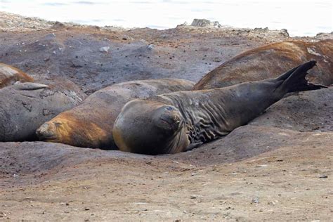 Conservation Success Stories The Resurgence Of Elephant Seals In