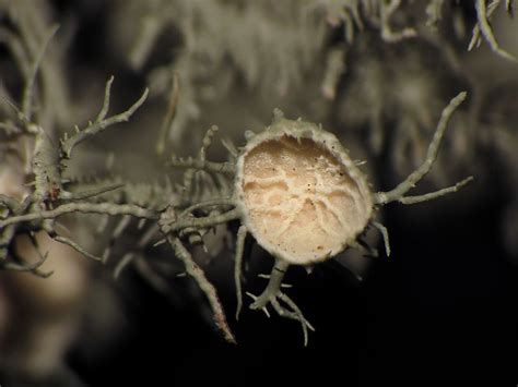 Search Apothecium Flickr