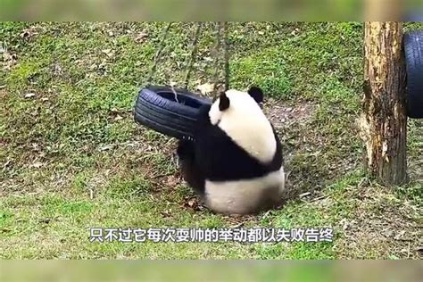 熊团子学习走路，画面萌翻众人，接下来忍住别笑！团子画面众人