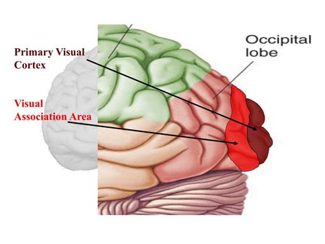 Ppt Brain Topography Powerpoint Presentation Free Download Id 3065672