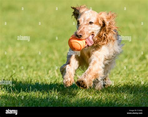 Lemon Roan Working Cocker Spaniel Playing With A Ball In The Park Stock