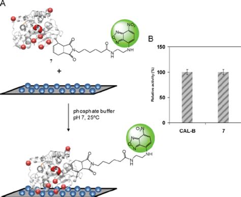 Fluorescent Labeling Of Immobilized Cal B 2 By Dielsalder Sds Page
