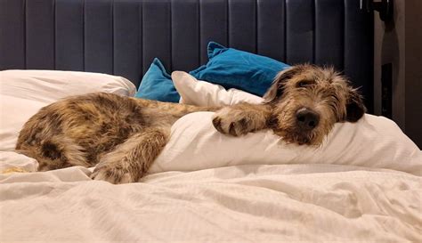 🦁 Aslan Is Well And Truly Shattered After A Couple Of Fantastic Days