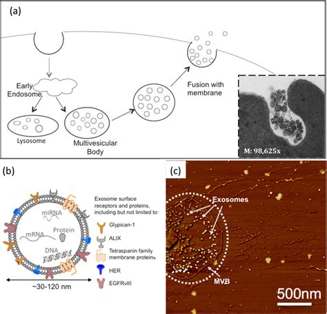 A Schematic Illustrating The Formation And Release Of Exosomes From