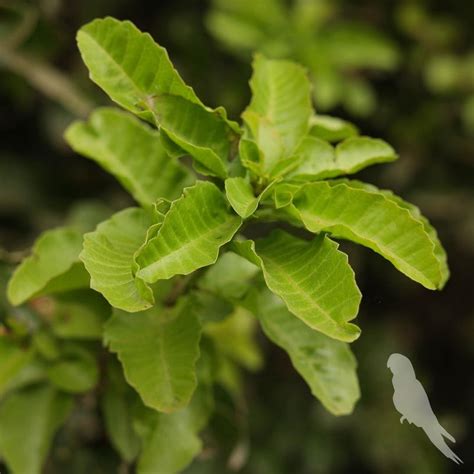 Schinus Latifolius Molle Vivero Tricao