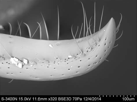 Scanning Electron Microscope Blog Don T Fear The Flying Scorpions