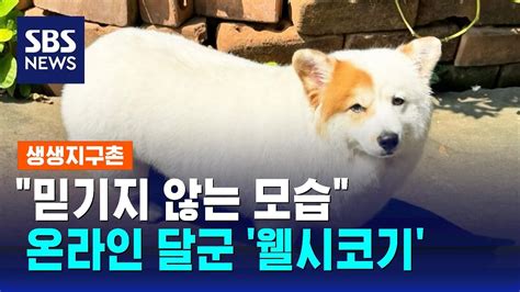믿기지 않는 모습…온라인 달군 희귀 강아지 Sbs 생생지구촌 Youtube