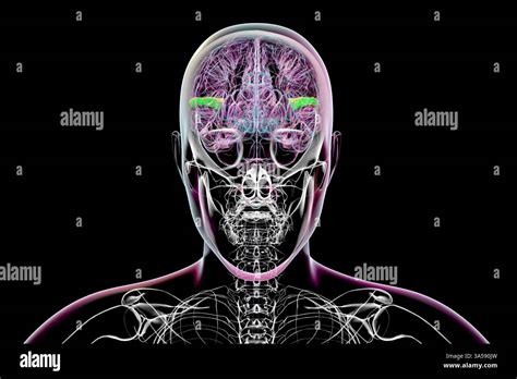 Illustration Of The Human Brain With The Transverse Temporal Gyri