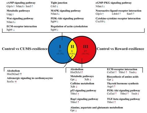 Signaling Pathways Identified By Kegg Function Analysis Based On The